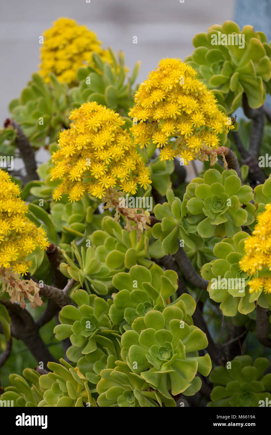 Close view of a beautiful aeonium (Aeonium simsii) succulent, commonly ...