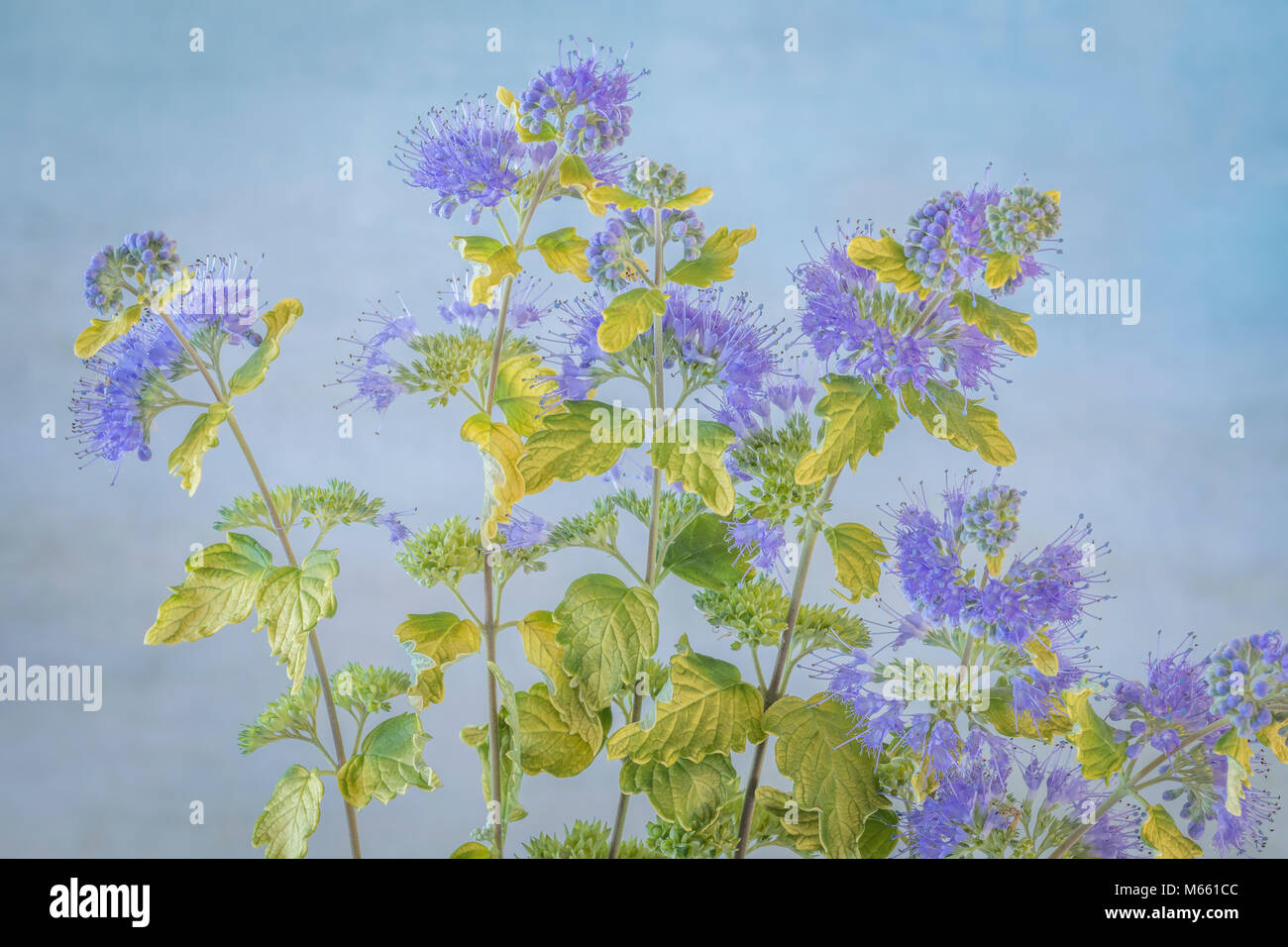 Caryopteris - Common name: Bluebeard Stock Photo - Alamy