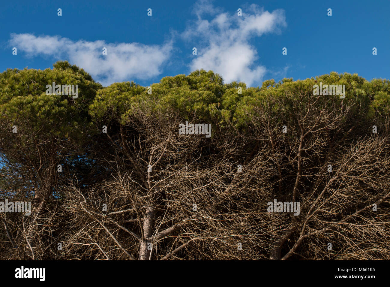 Typical coastal pine trees in the Algarve region, Portugal Stock Photo ...