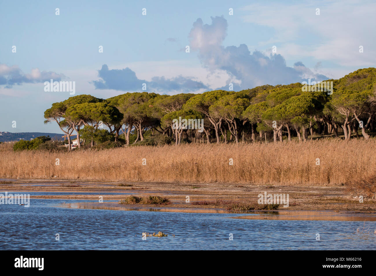 Marshland lake with many pine trees and tall grass growing in the ...