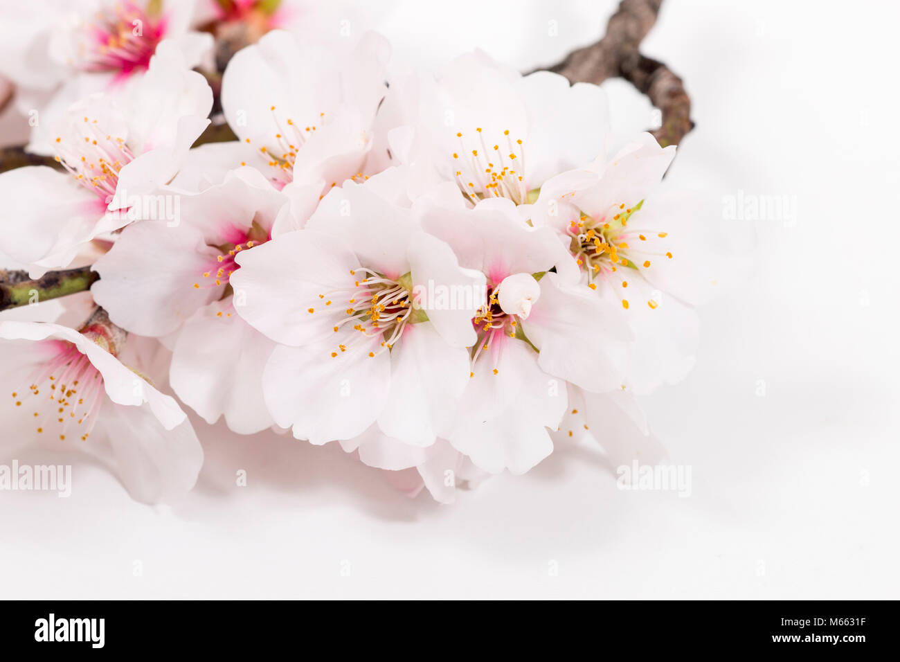 almond tree branch isolated on a white background Stock Photo - Alamy