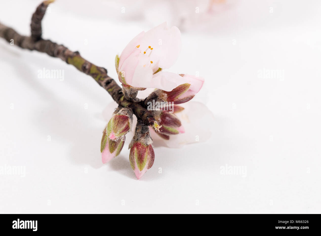 almond tree branch isolated on a white background Stock Photo - Alamy