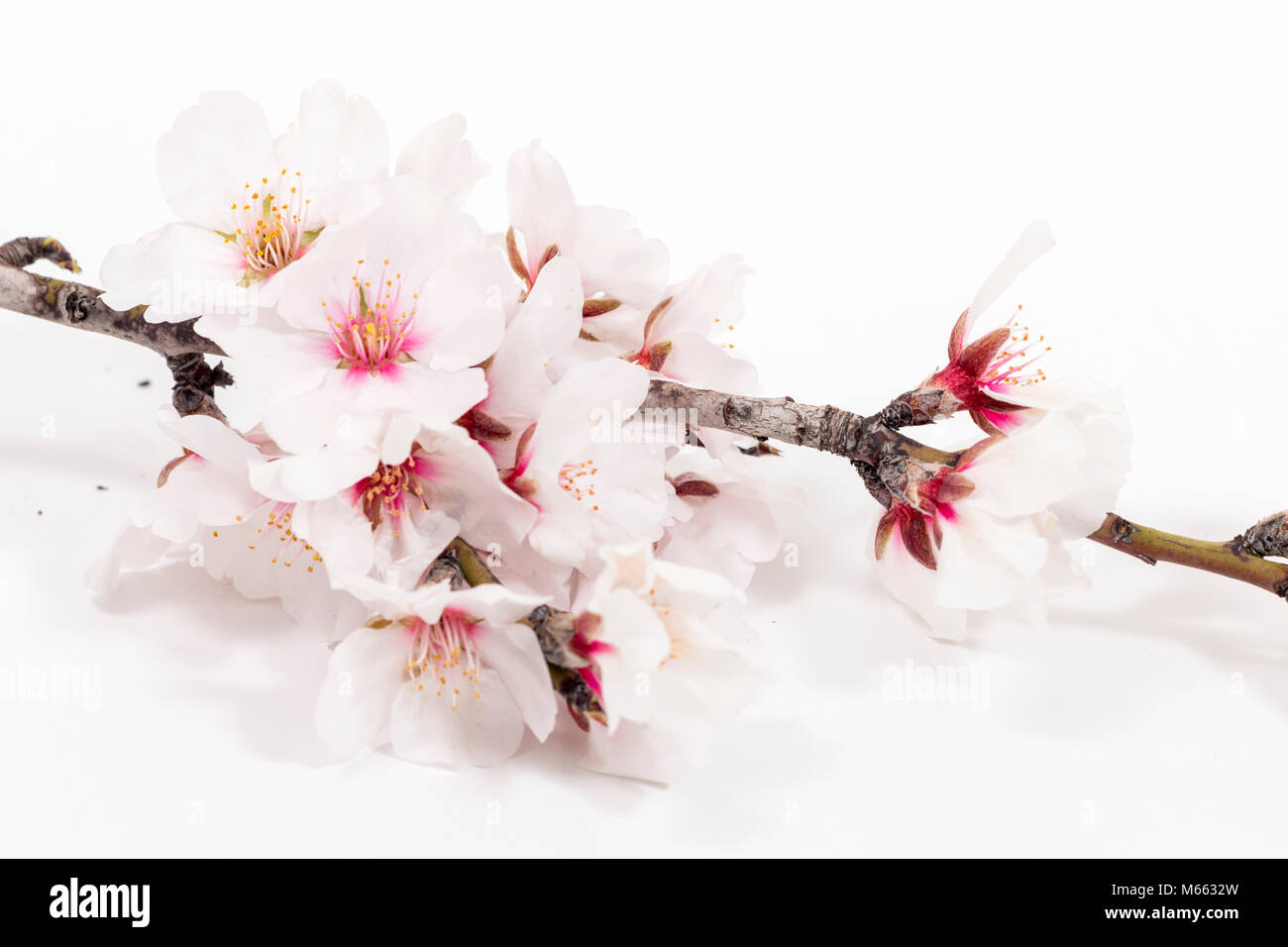 almond tree branch isolated on a white background Stock Photo - Alamy