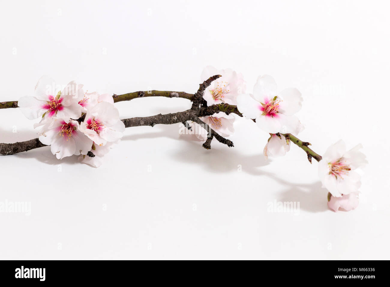 almond tree branch isolated on a white background Stock Photo - Alamy