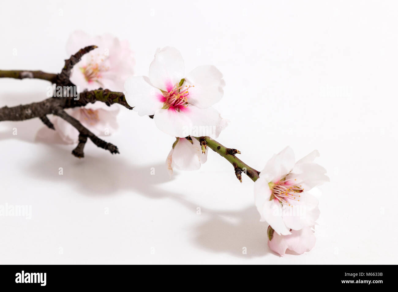 almond tree branch isolated on a white background Stock Photo - Alamy