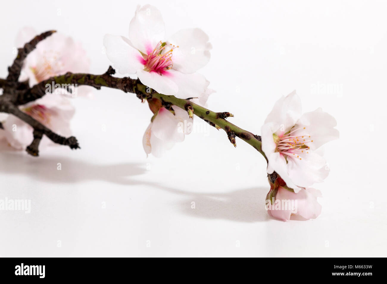 almond tree branch isolated on a white background Stock Photo - Alamy