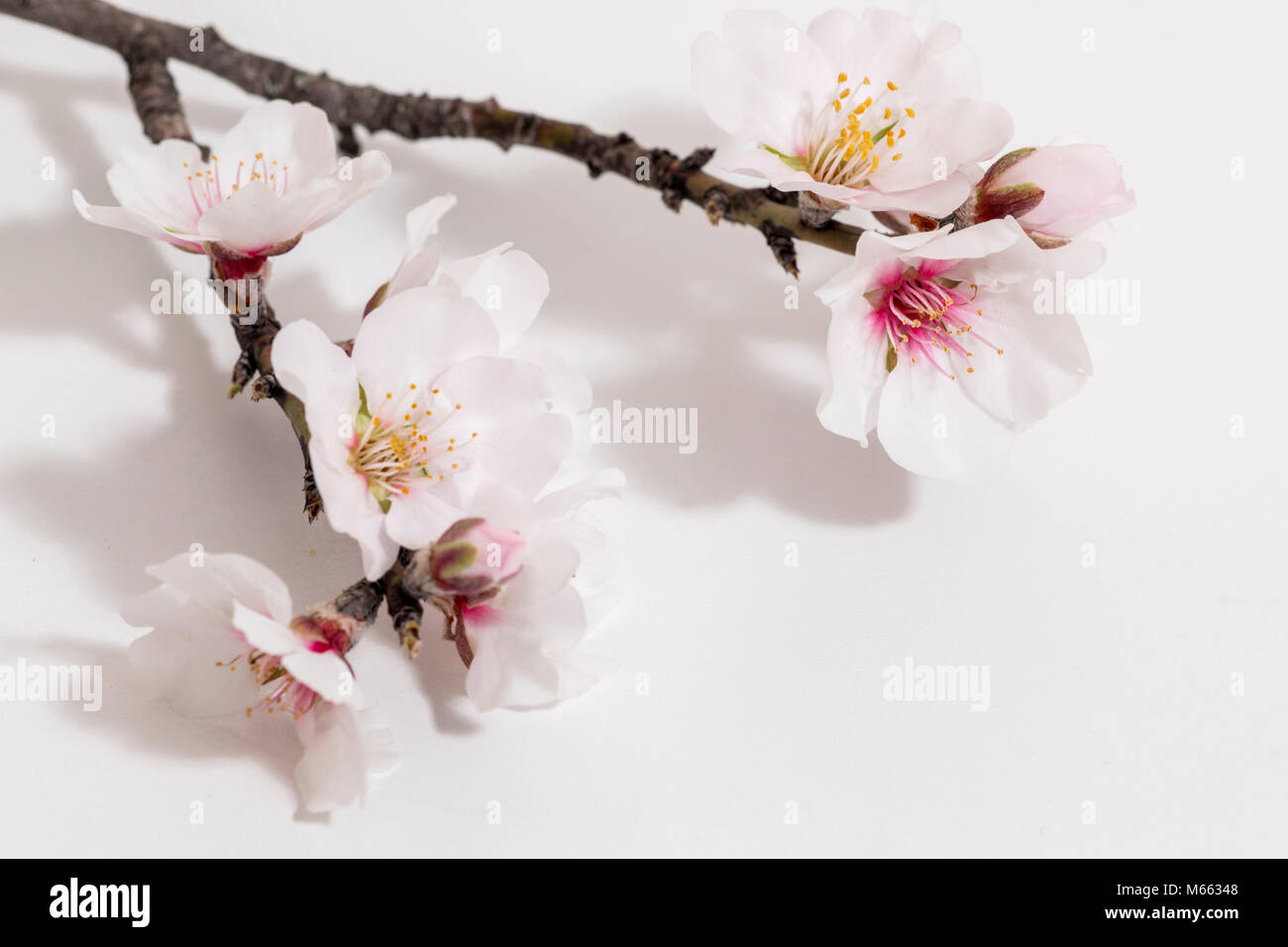 almond tree branch isolated on a white background Stock Photo - Alamy