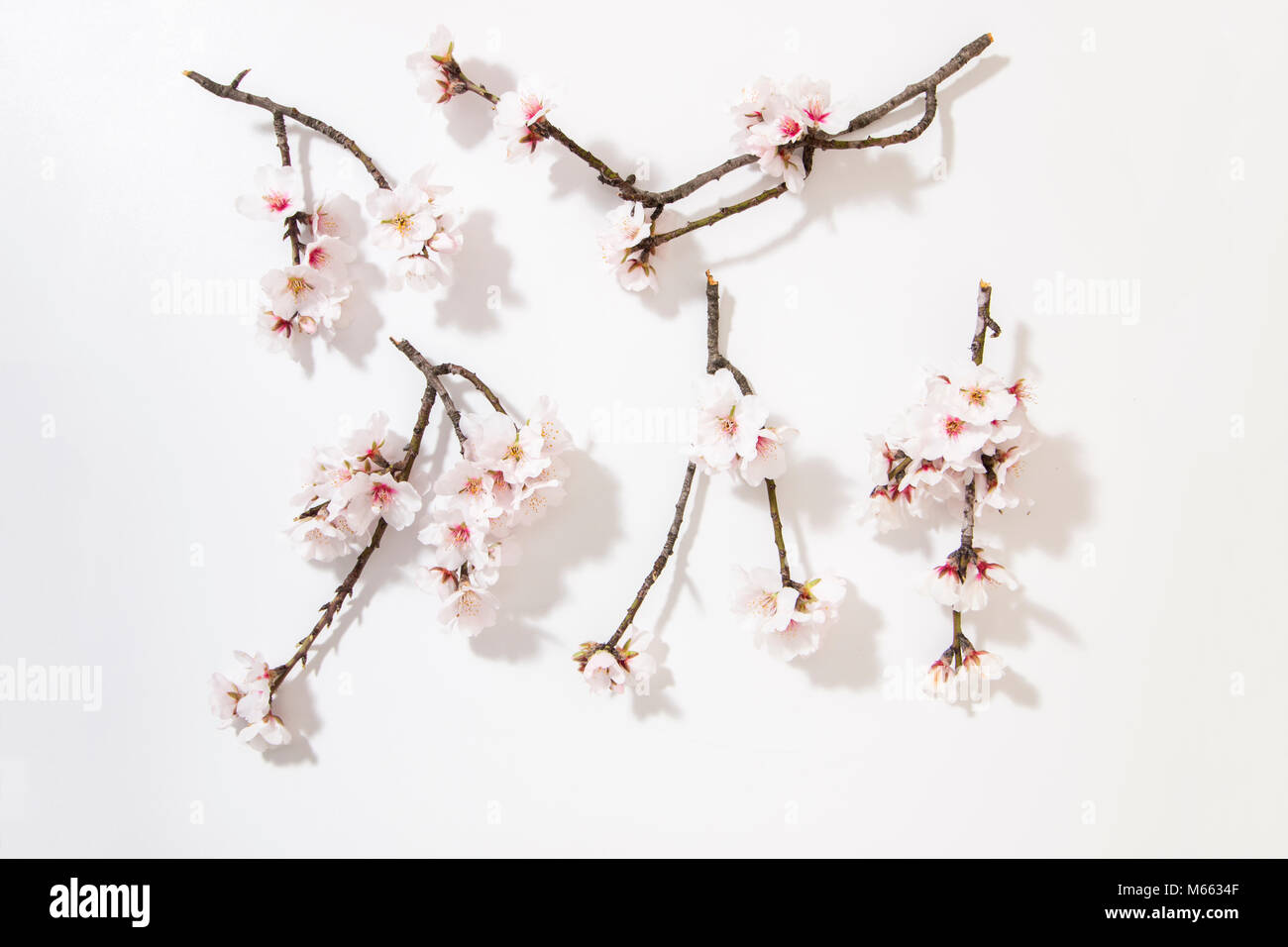 almond tree branch isolated on a white background Stock Photo - Alamy