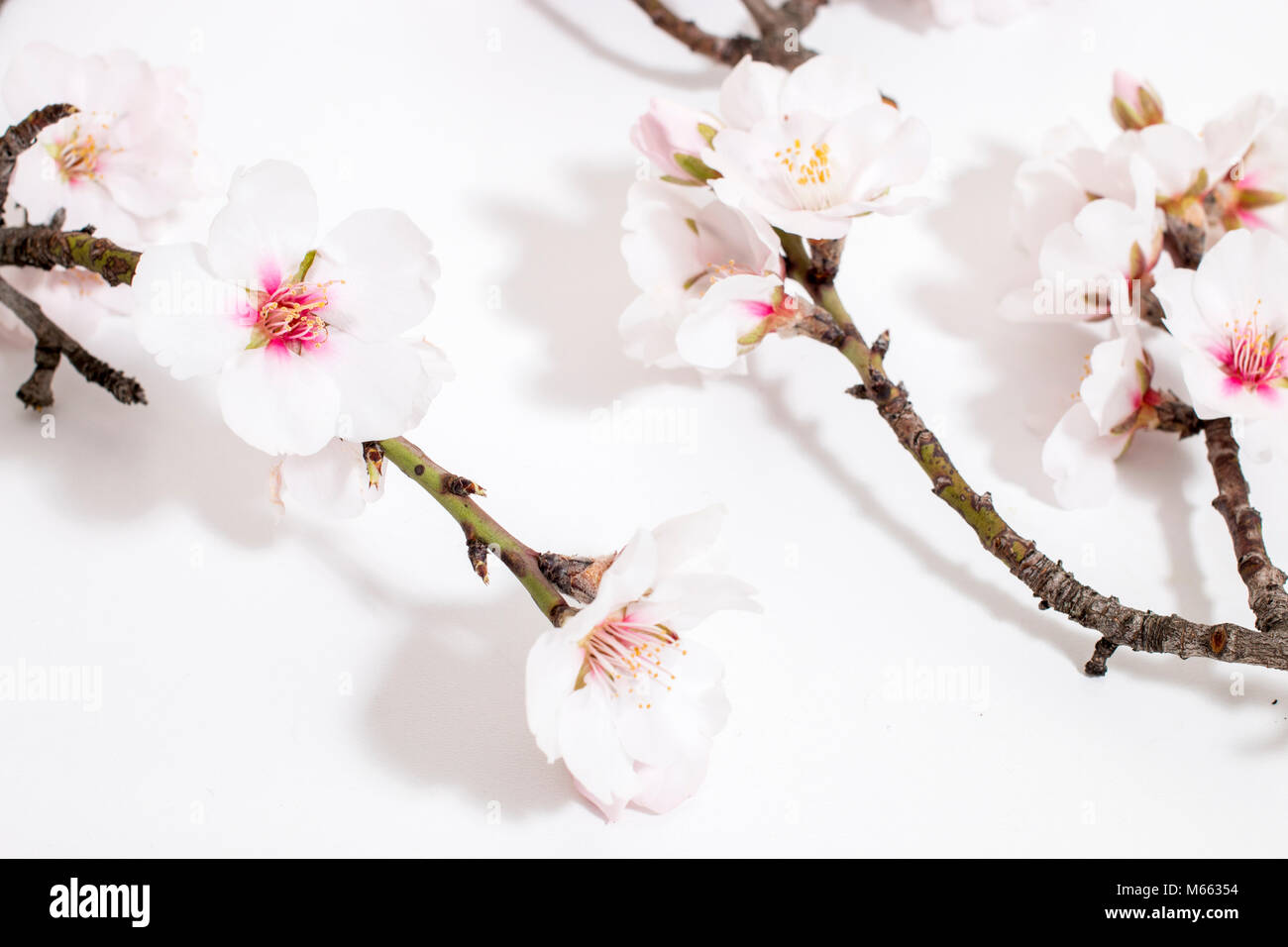 almond tree branch isolated on a white background Stock Photo - Alamy