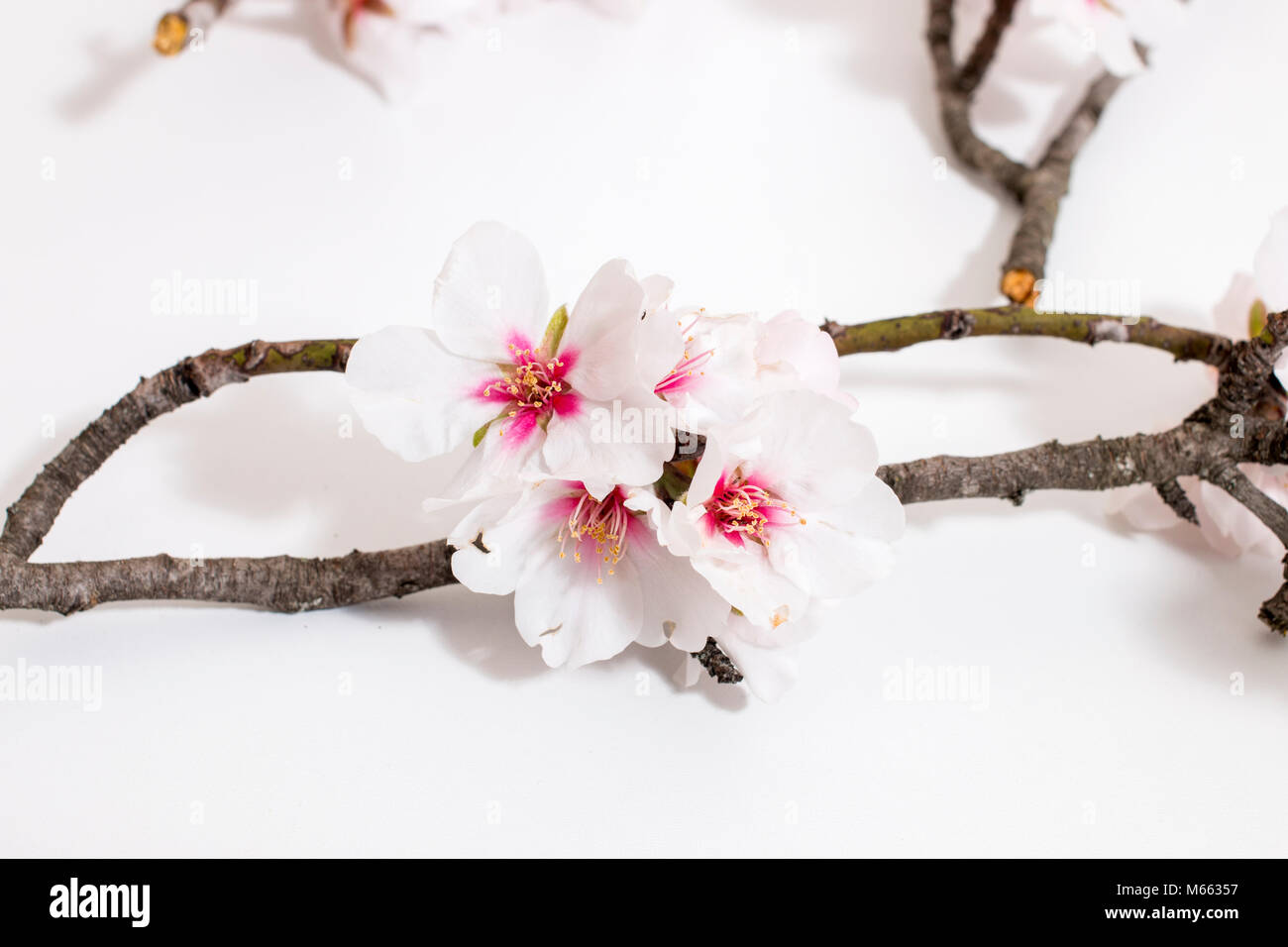 almond tree branch isolated on a white background Stock Photo - Alamy