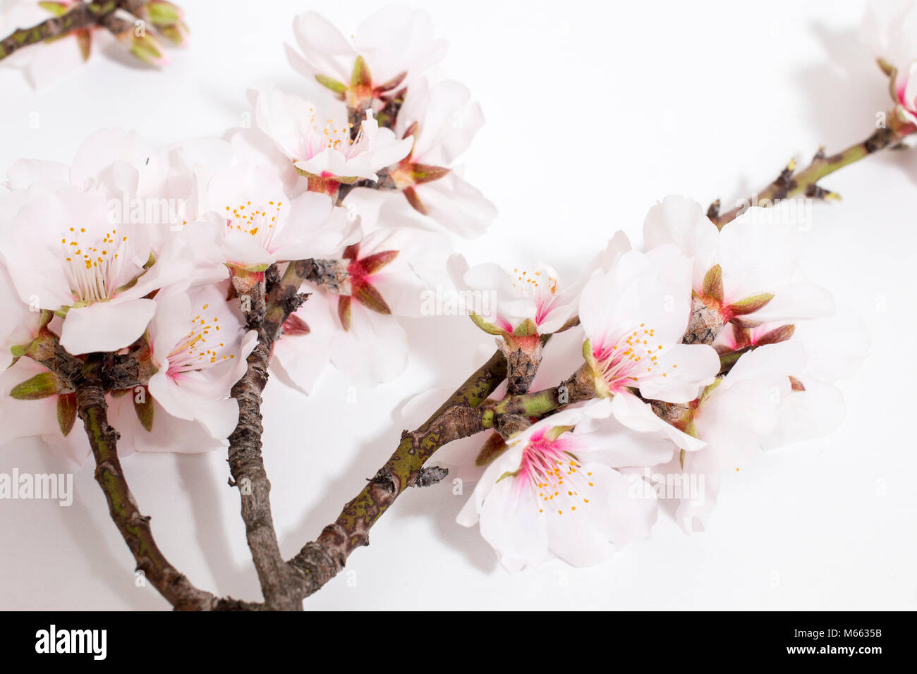 almond tree branch isolated on a white background Stock Photo - Alamy