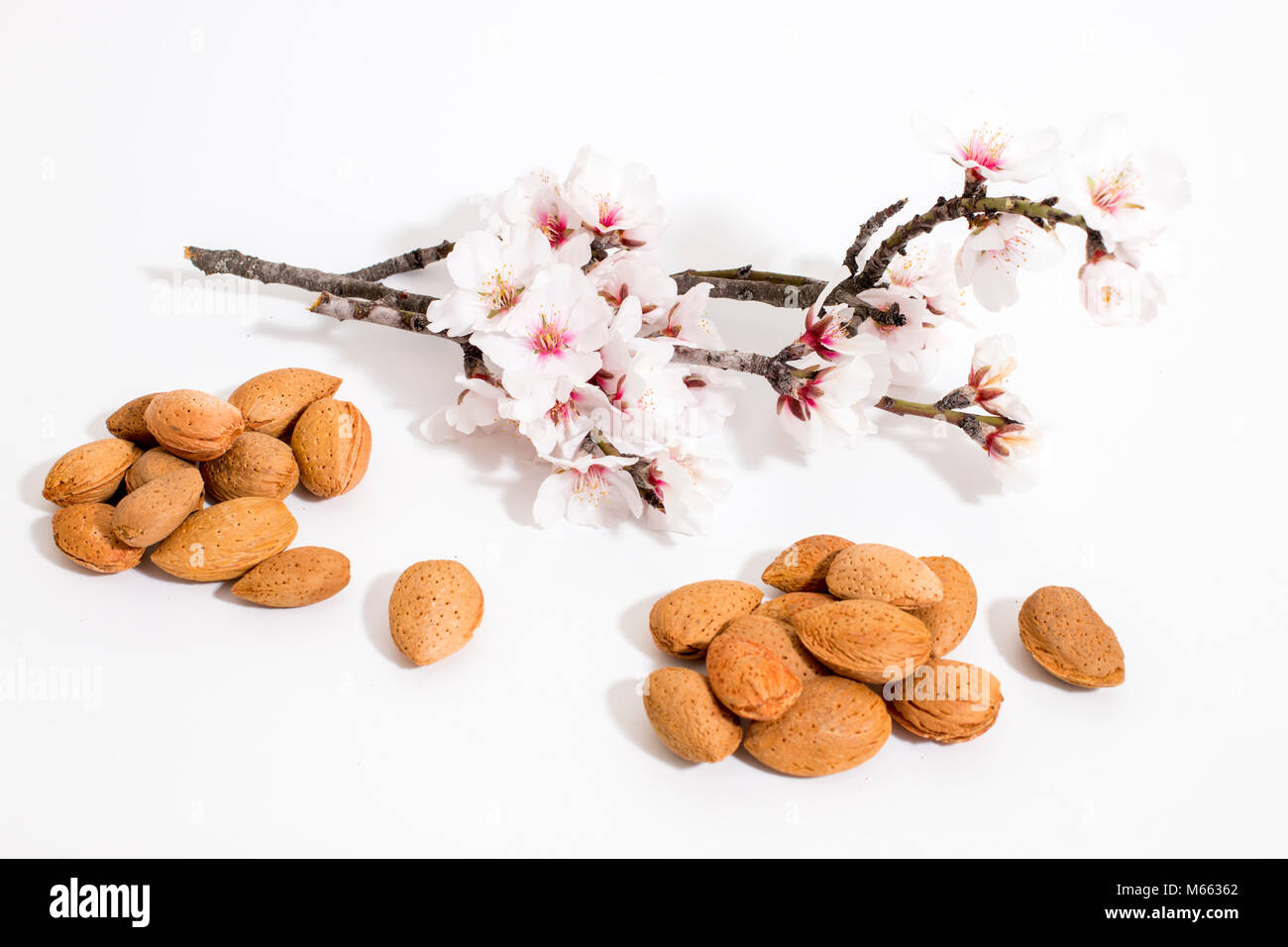 almond tree branch with almonds isolated on a white background Stock ...