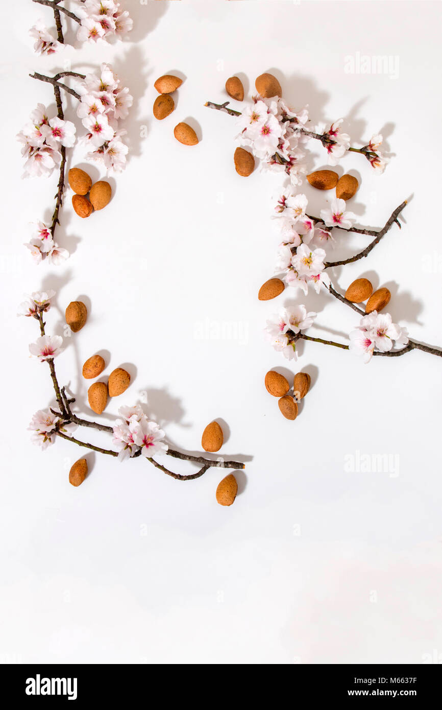 almond tree branch with almonds isolated on a white background Stock ...