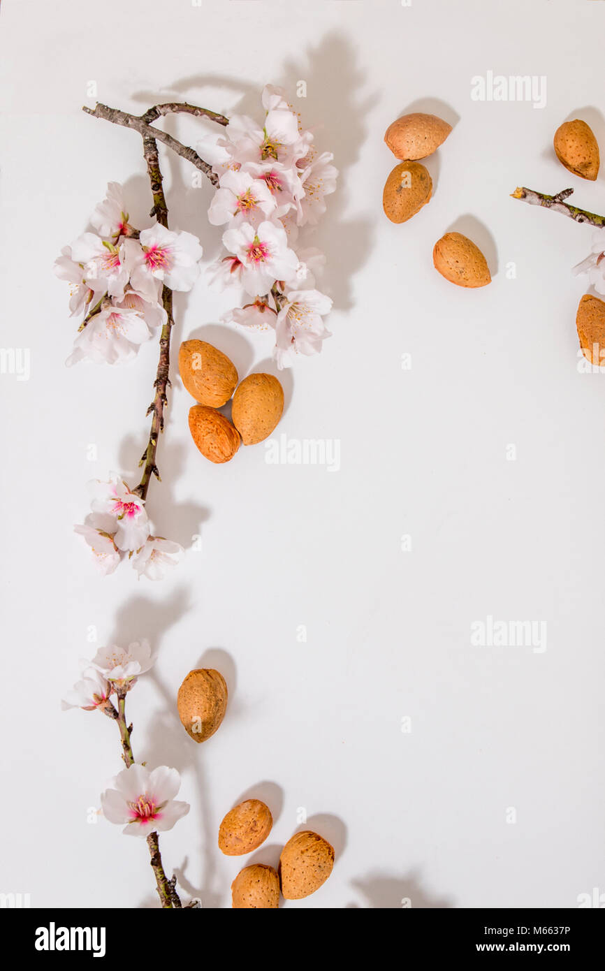 almond tree branch with almonds isolated on a white background Stock ...