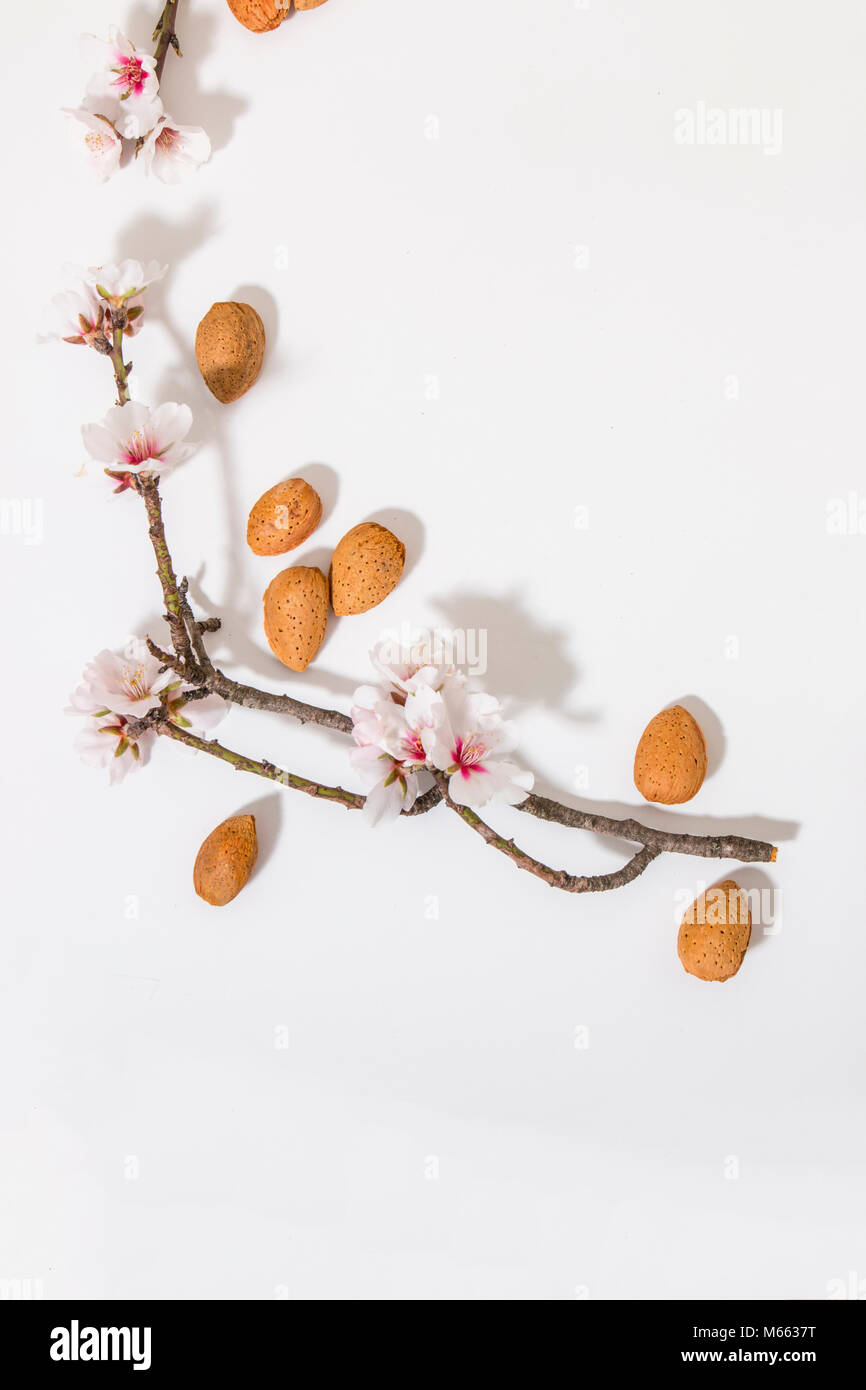 almond tree branch with almonds isolated on a white background Stock ...