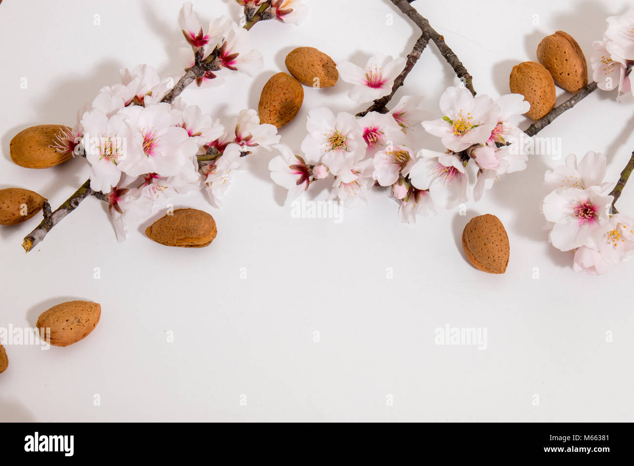 almond tree branch with almonds isolated on a white background Stock ...