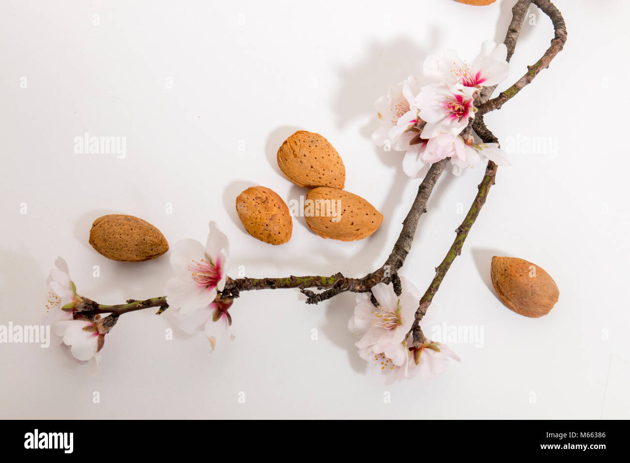 almond tree branch with almonds isolated on a white background Stock ...