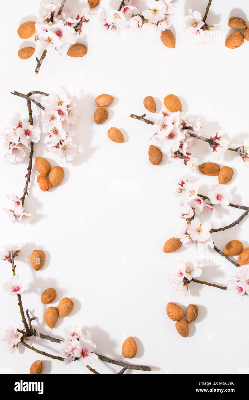 almond tree branch with almonds isolated on a white background Stock ...