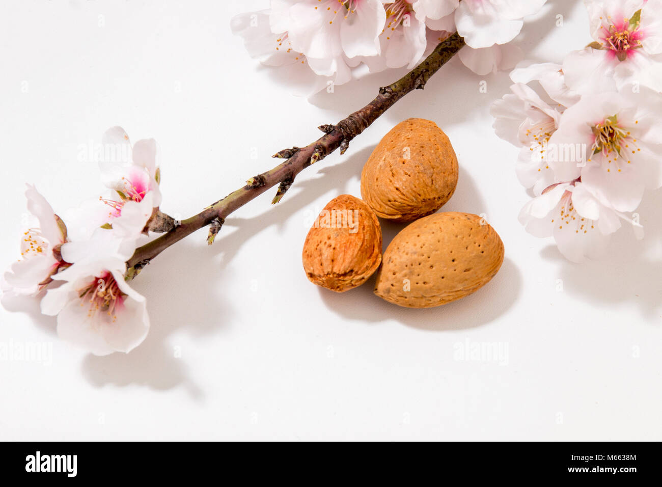 almond tree branch with almonds isolated on a white background Stock ...