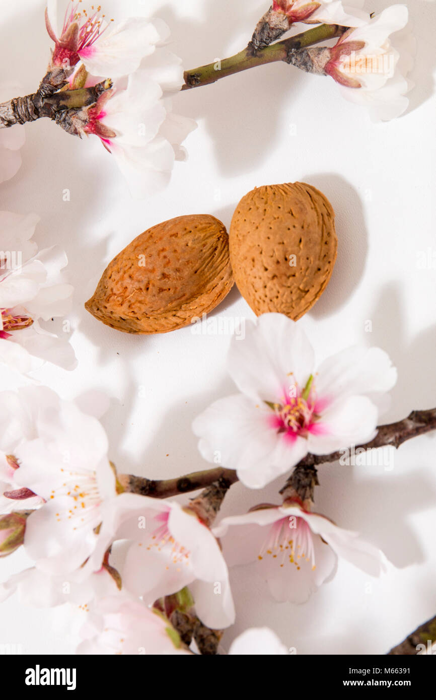 almond tree branch with almonds isolated on a white background Stock ...