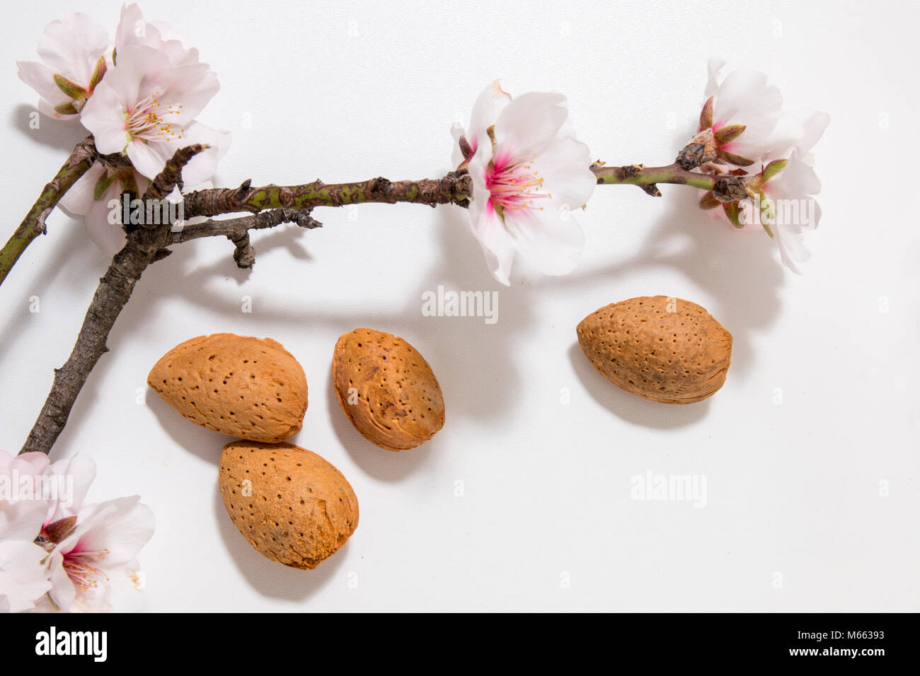 almond tree branch with almonds isolated on a white background Stock ...