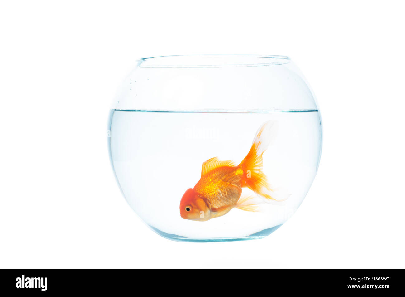 Gold fish with fishbowl isolation on the white background Stock Photo ...