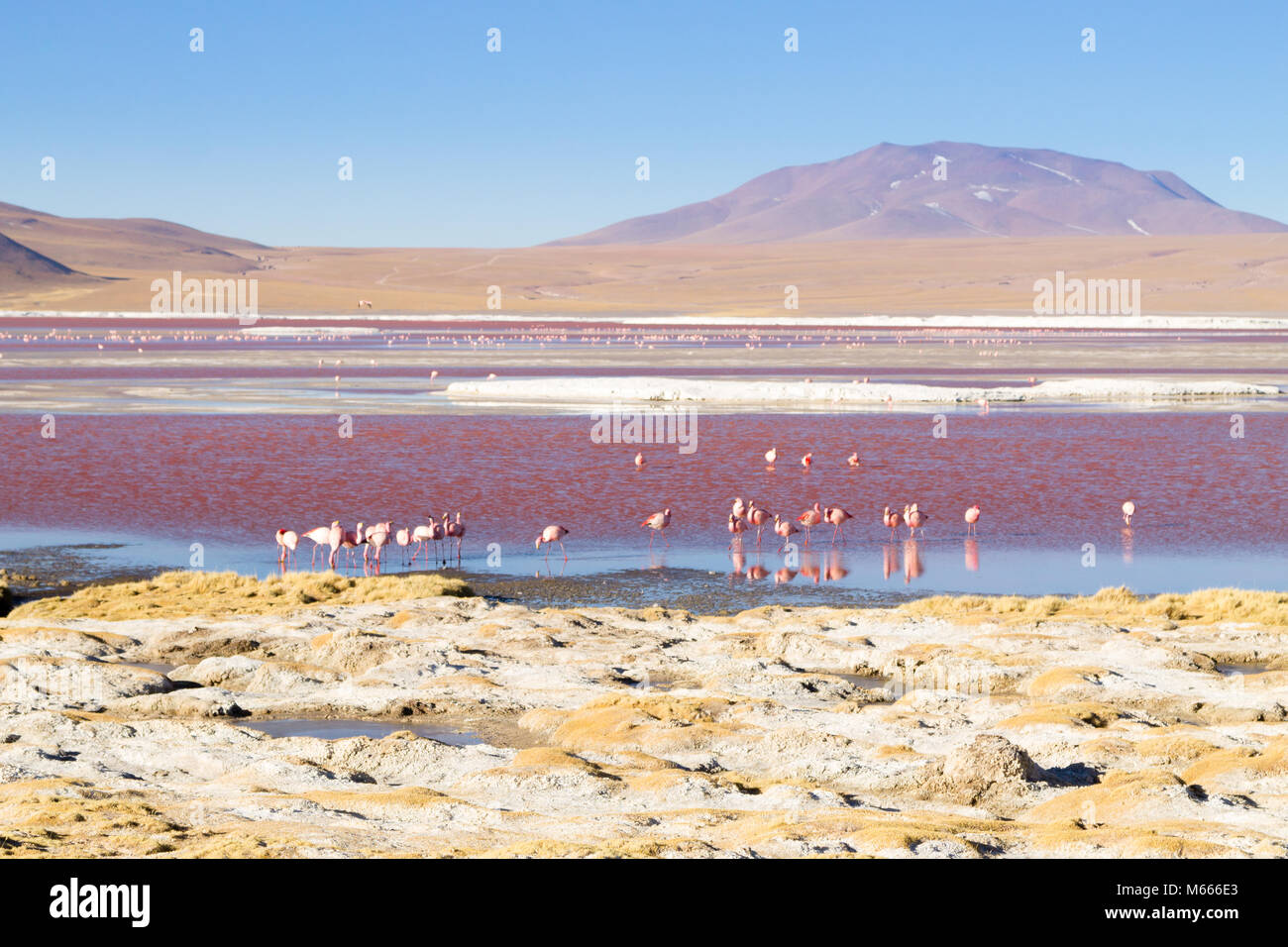 Laguna Colorada flamingos, Bolivia. Puna flamingo. Andean wildlife. Red ...