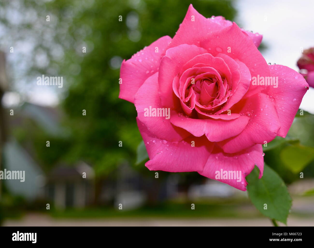 Beautiful Pink Crisp Rose Stock Photo - Alamy