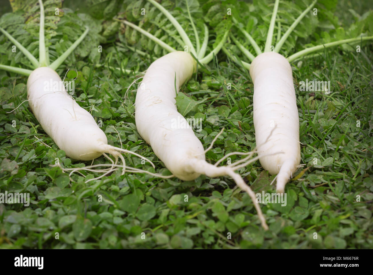Daikon plant hi-res stock photography and images - Alamy