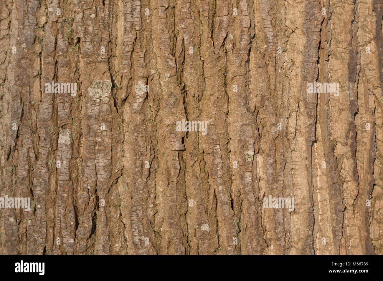 Horizontal view of tree bark in the sun Stock Photo - Alamy