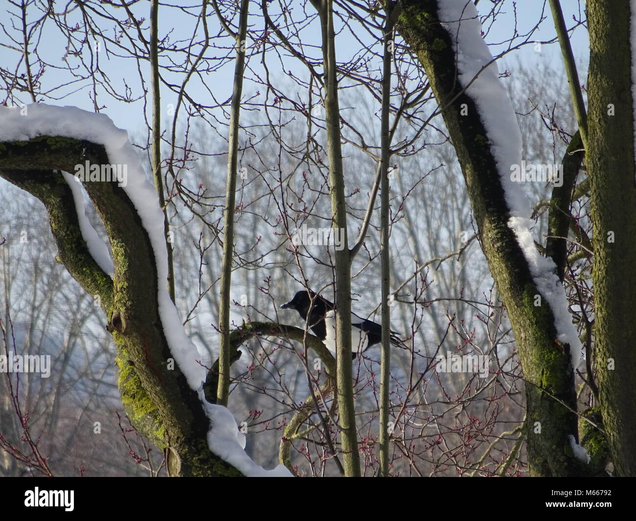 Magpie perched on snow covered branches of a tree Stock Photo - Alamy