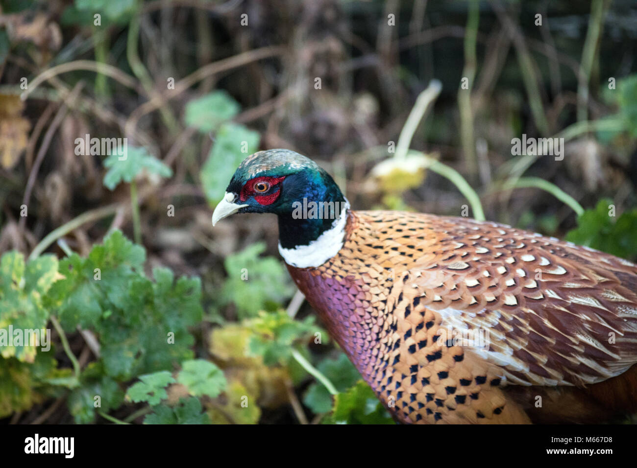 A common pheasant in a garden in West Yorkshire Stock Photo - Alamy