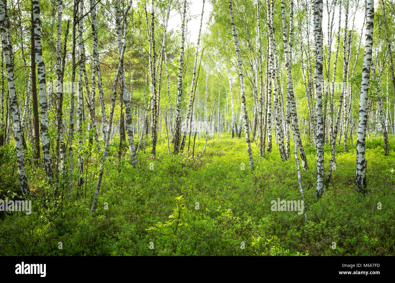 Birch tree forest in Biebrza National Park, Poland Stock Photo - Alamy