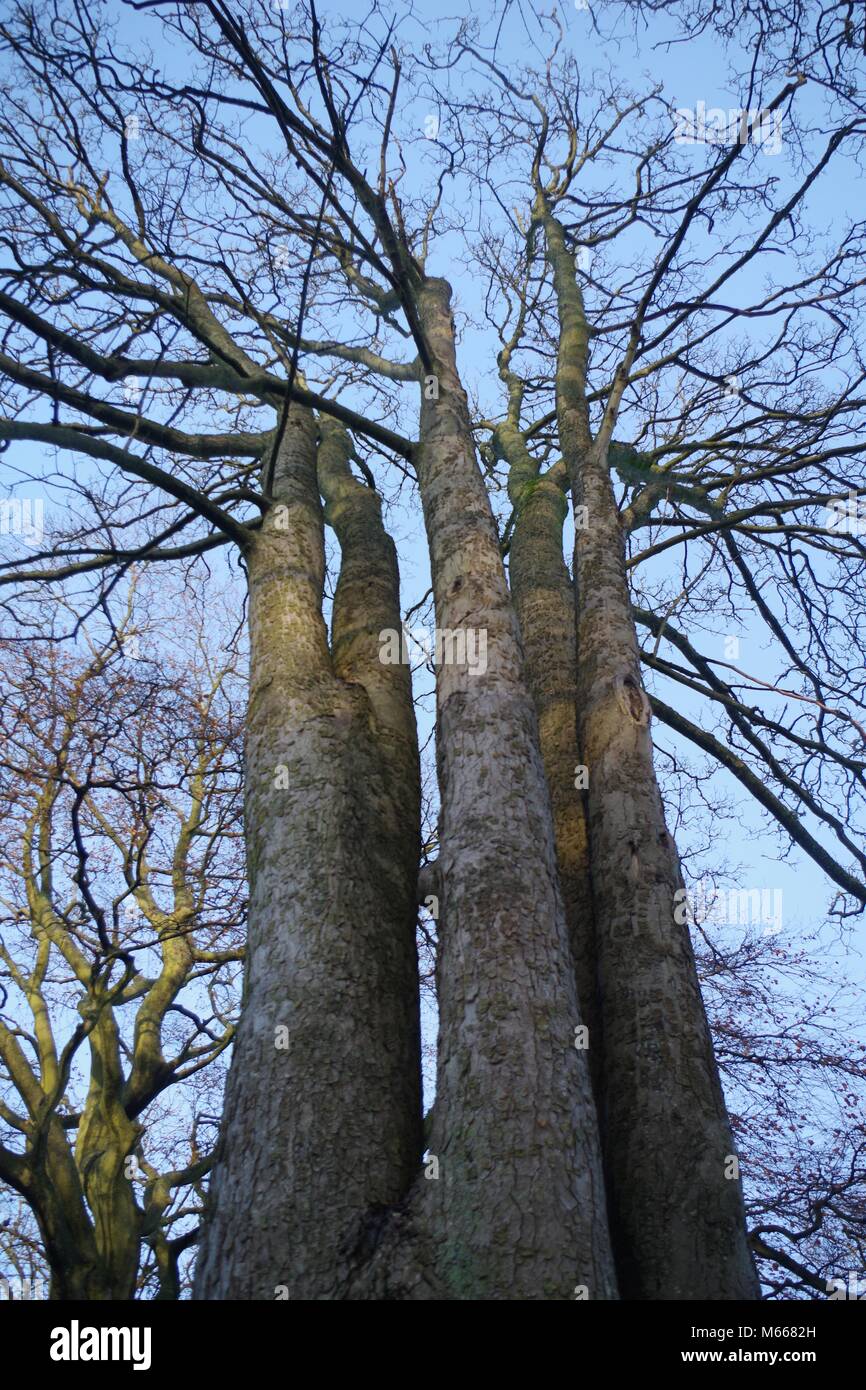 Aberdeen Trees High Resolution Stock Photography and Images - Alamy