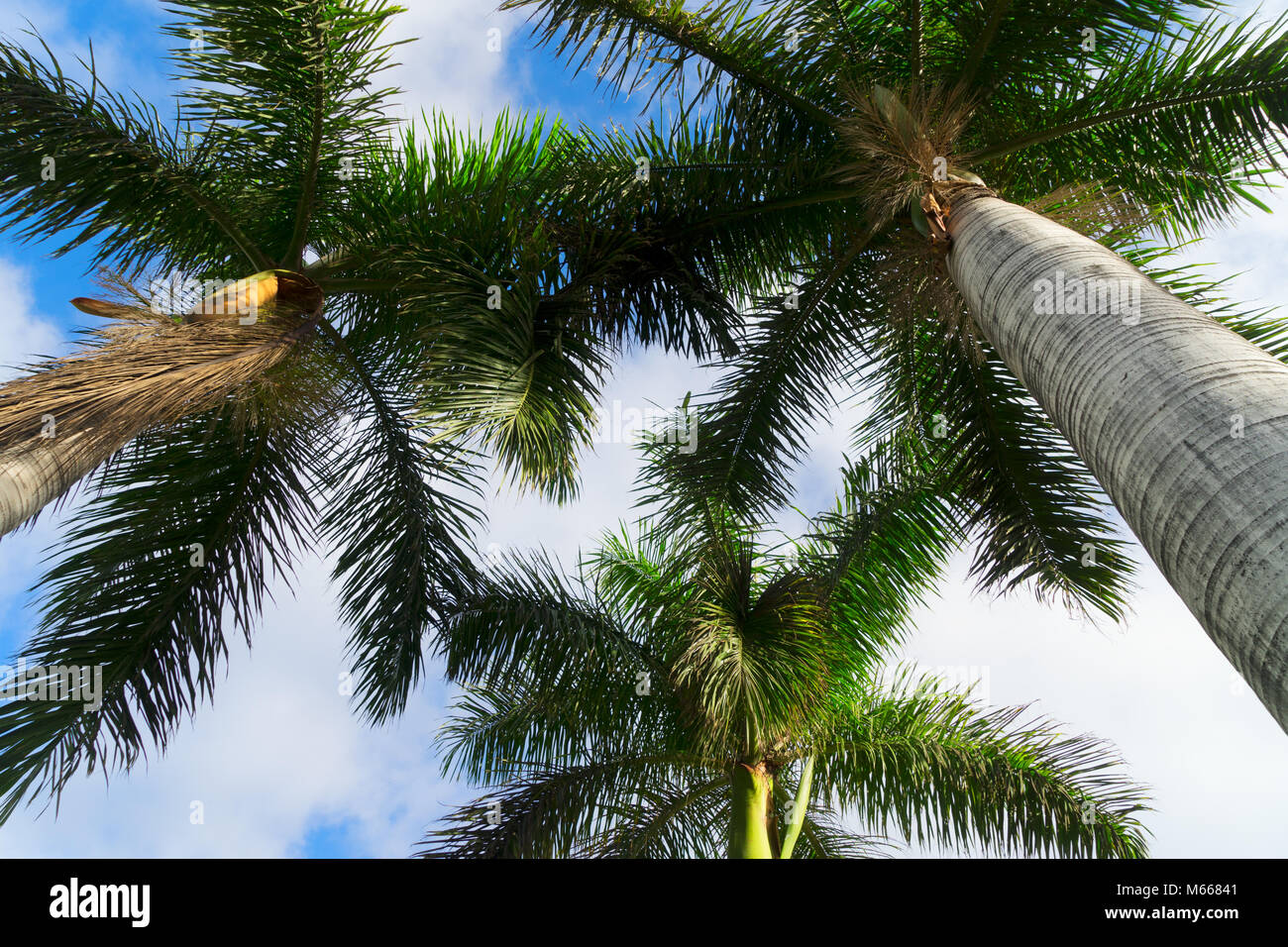 three palms tree with fresh green leaves Stock Photo - Alamy