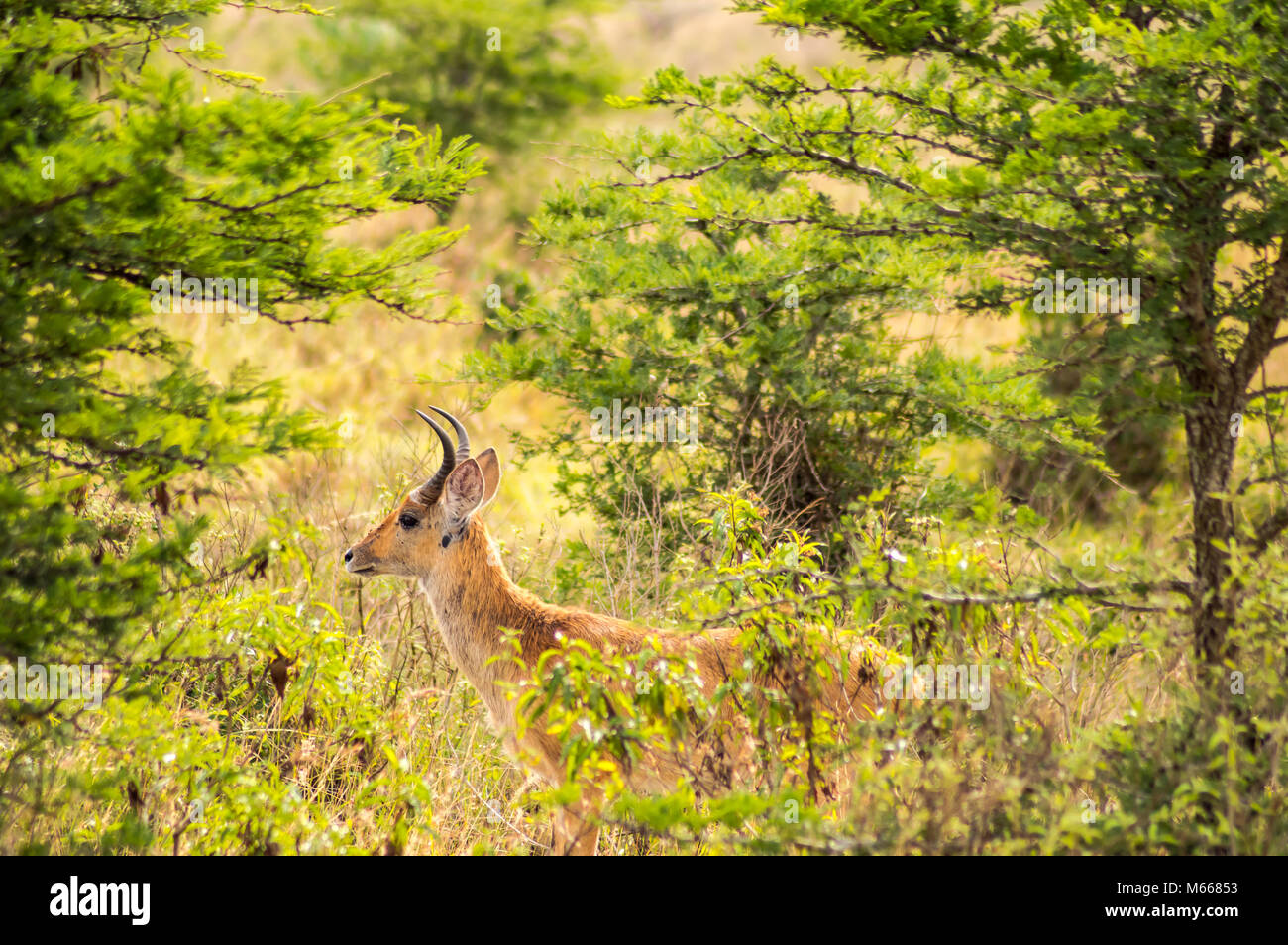 Impala in the savannah scrub of Nairobi Park in Kenya Stock Photo - Alamy