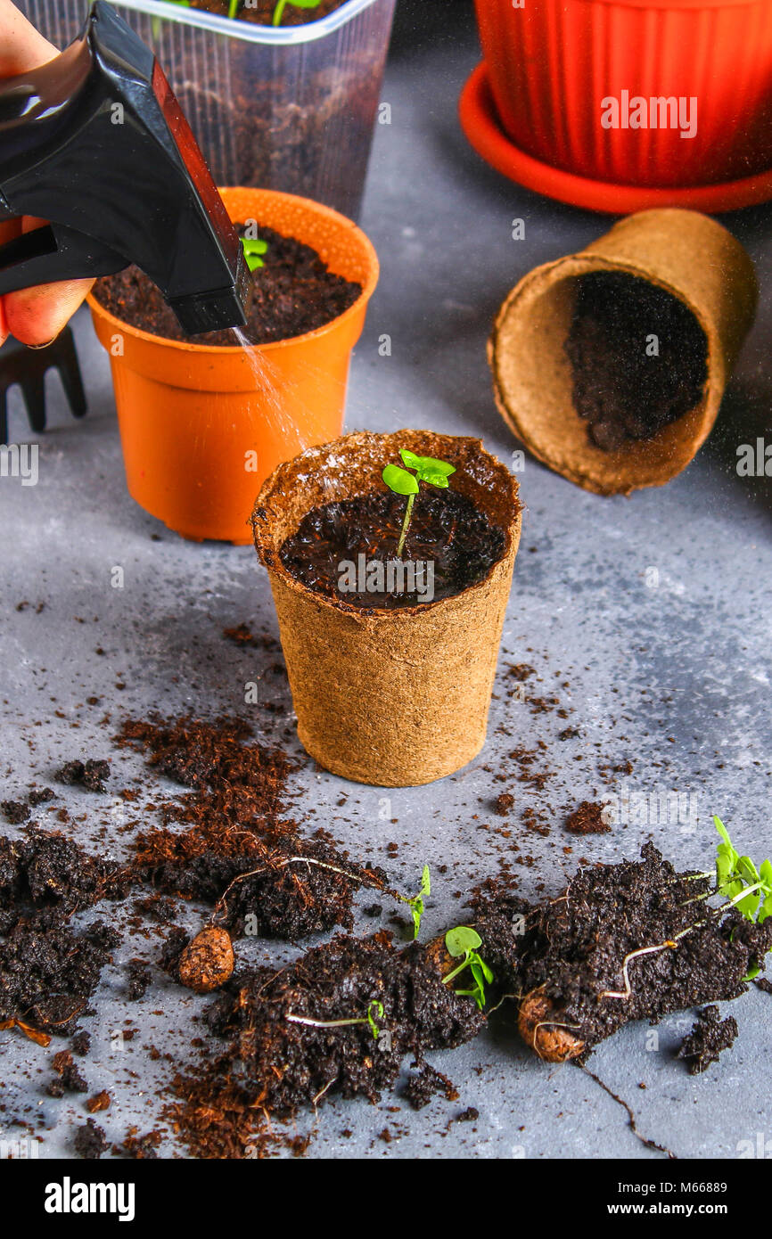 Sprinkling with water from a seedling spray on a gray concrete ...