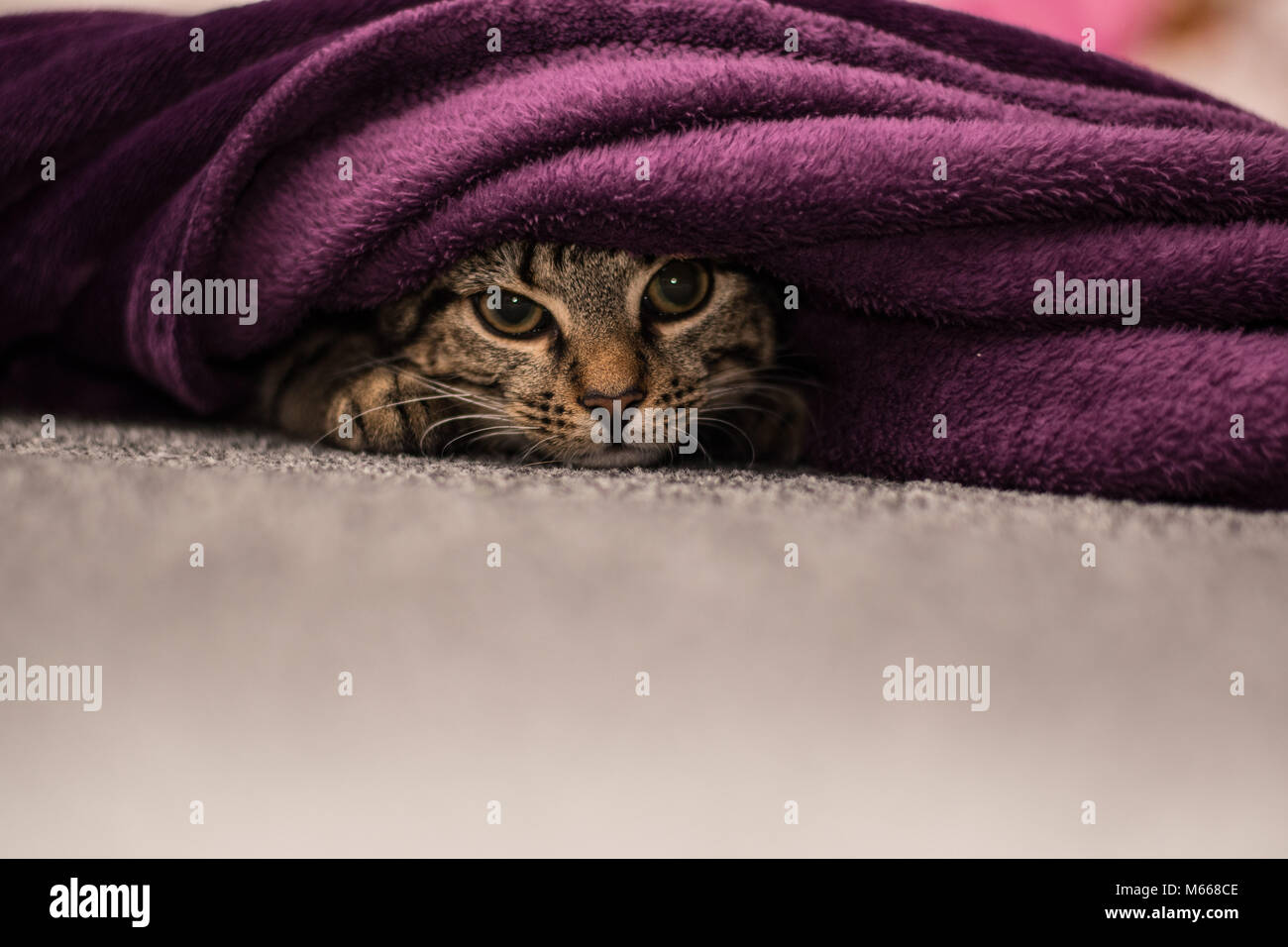 Cute kittens playing indoor hi-res stock photography and images - Alamy