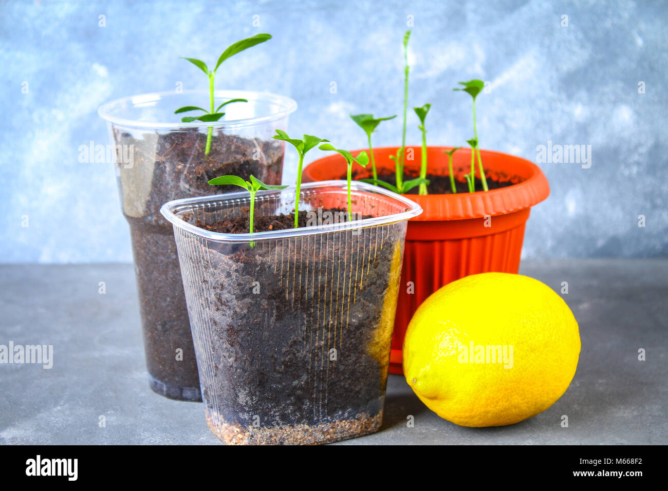 A green sprout of lemon in a pot. Seedling from the bones. Ripe lemon ...