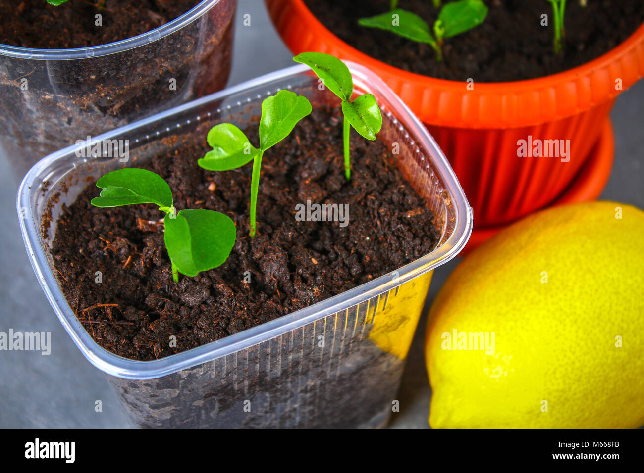 Lemon seedling hi-res stock photography and images - Alamy