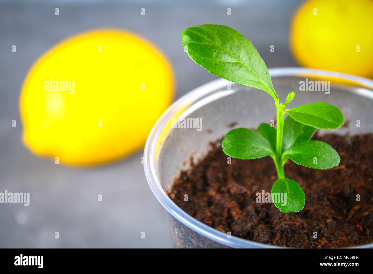 A green sprout of lemon in a pot. Seedling from the bones. Ripe lemon ...