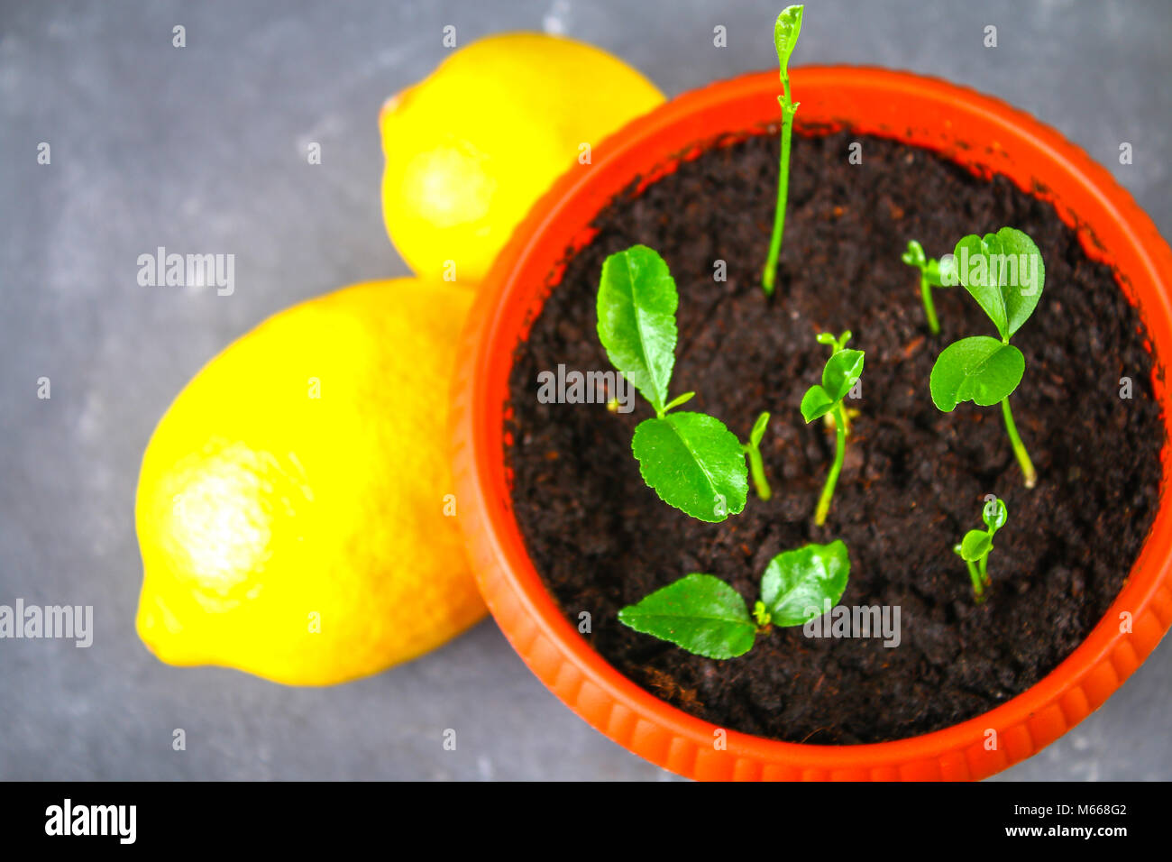 Lemon seedling hi-res stock photography and images - Alamy