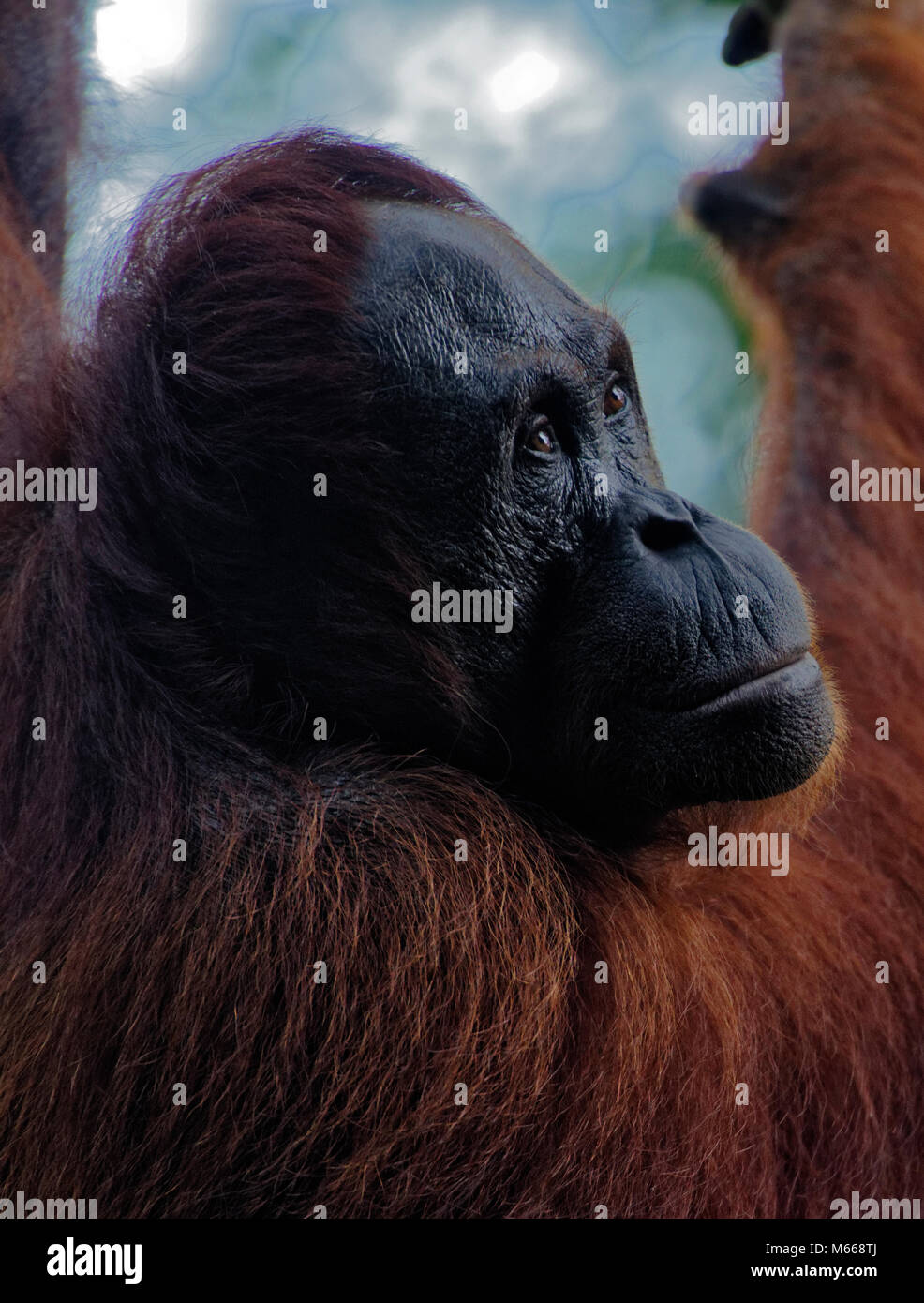 Orangutan intelligence hi-res stock photography and images - Alamy