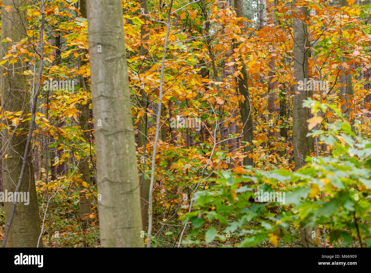 Colours in the woods hi-res stock photography and images - Alamy