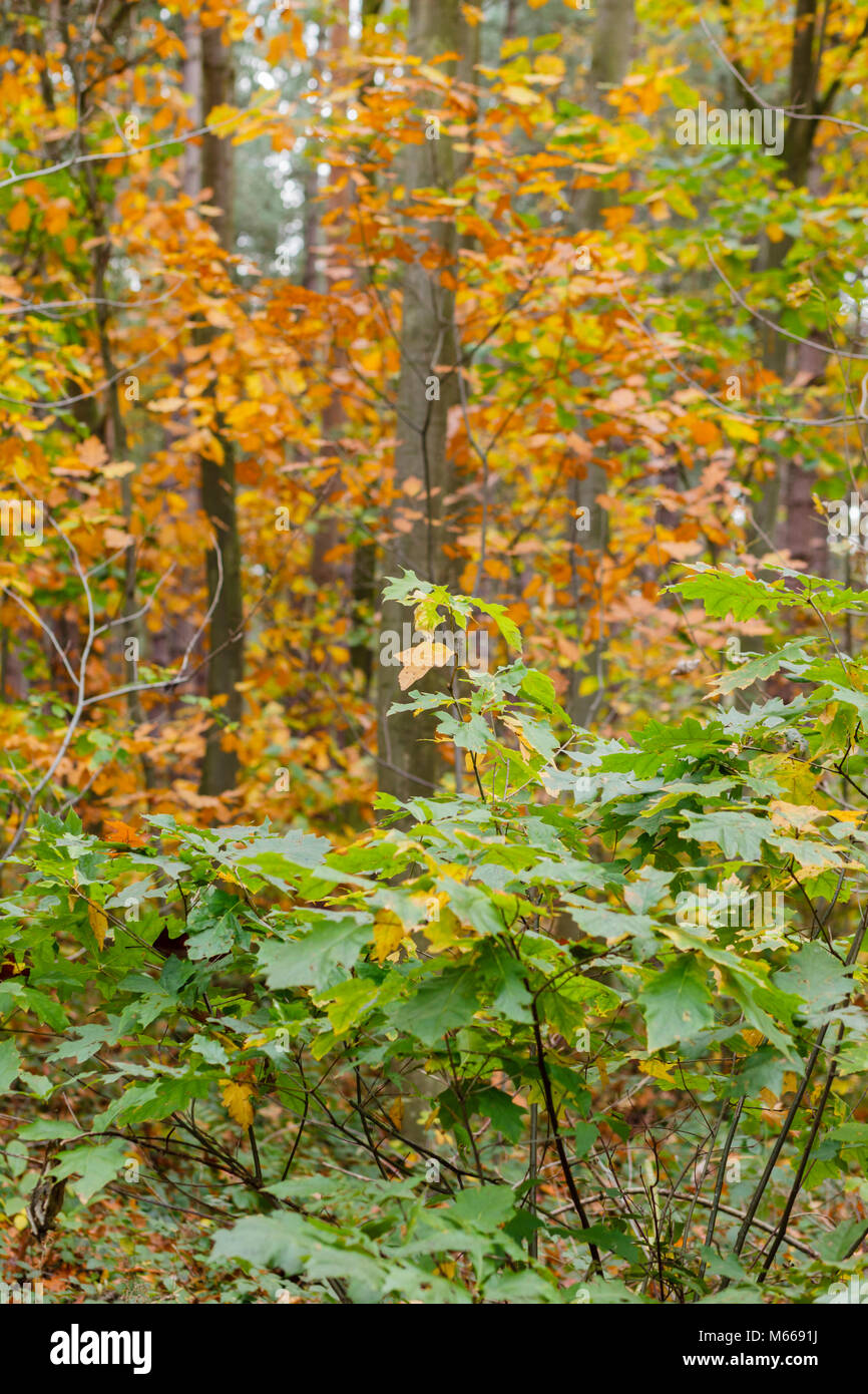 Autumn colours in the woods Stock Photo - Alamy