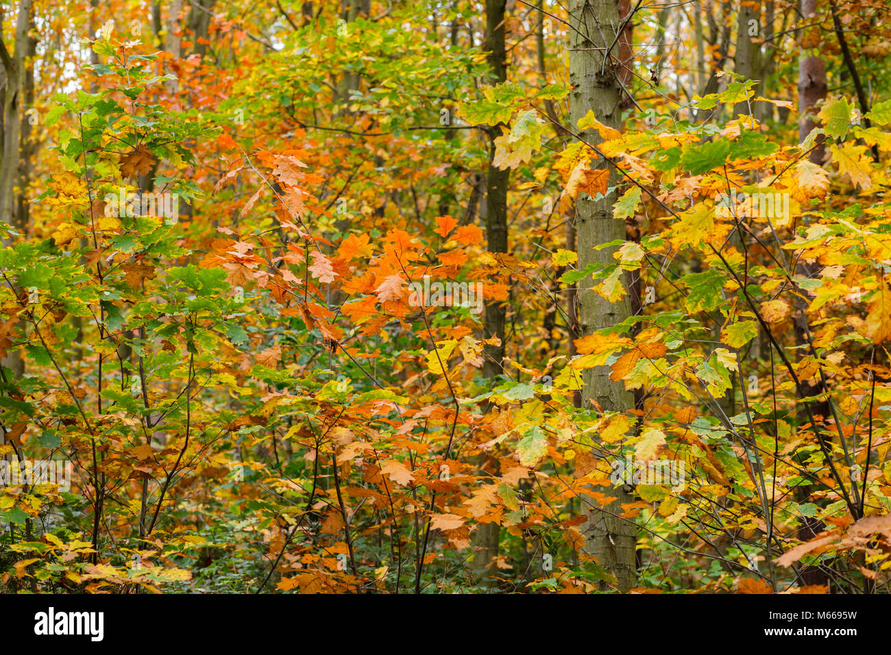 Autumn colours in the woods Stock Photo - Alamy