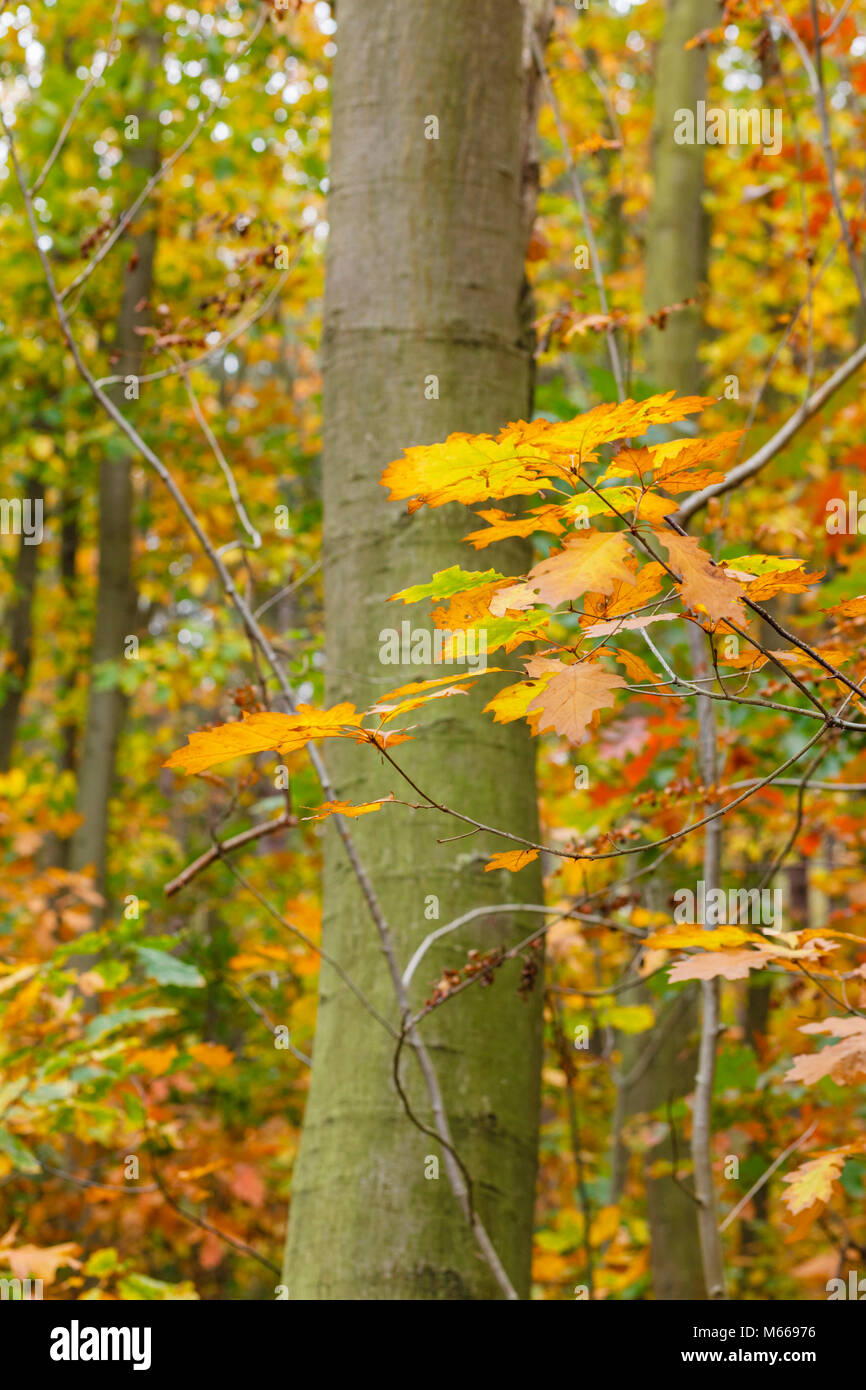 Colours in the woods hi-res stock photography and images - Alamy