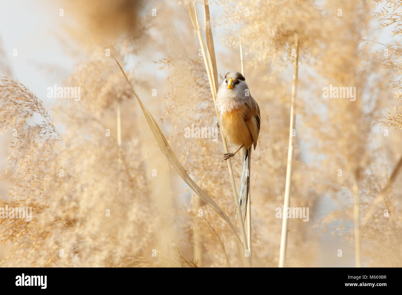 Reed Parrotbill bird at beijing Wan Ping Lake park Stock Photo - Alamy