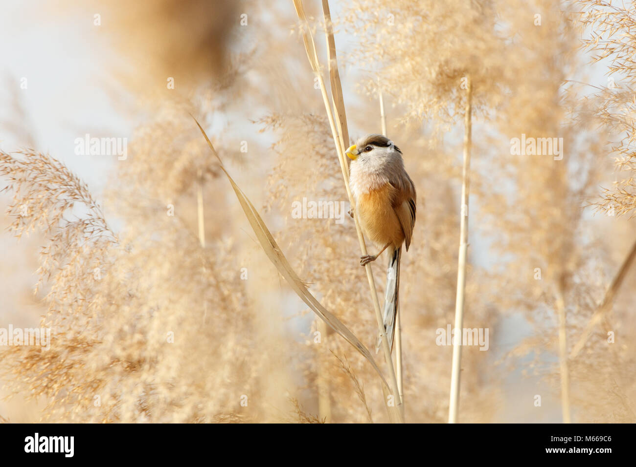 Reed Parrotbill bird at beijing Wan Ping Lake park Stock Photo - Alamy
