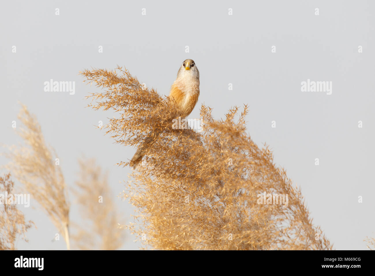 Reed Parrotbill bird at beijing Wan Ping Lake park Stock Photo - Alamy